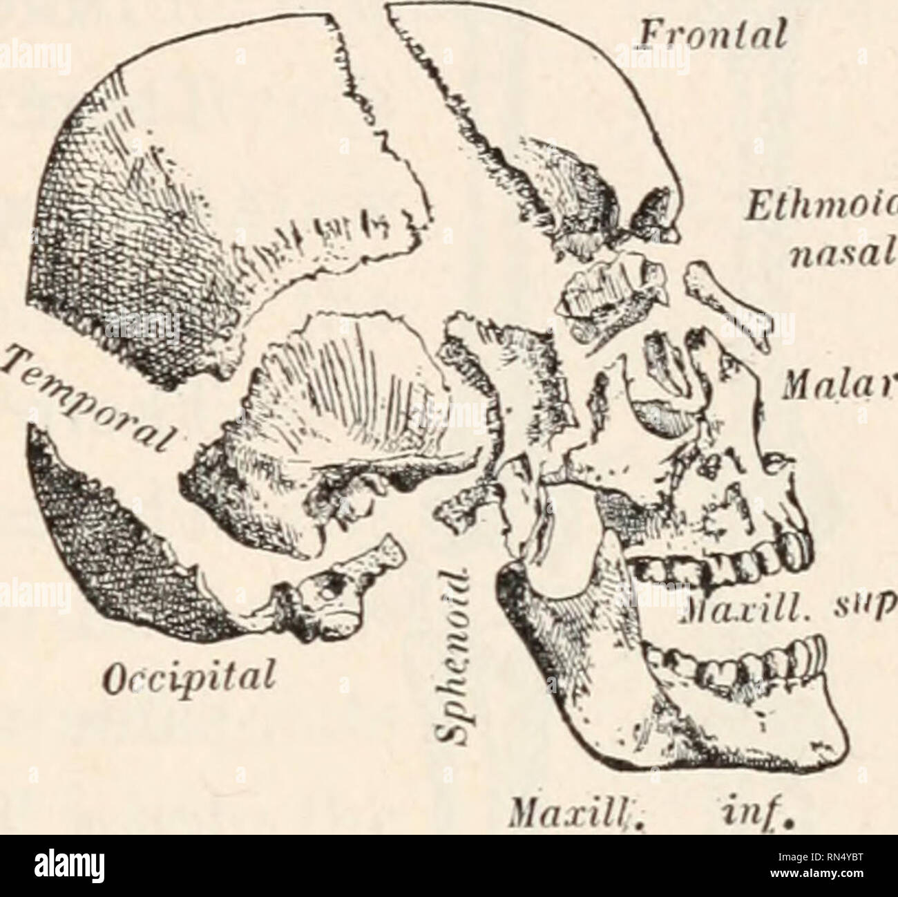 . Animal biology; Human biology. Parts II & III of First course in ...
