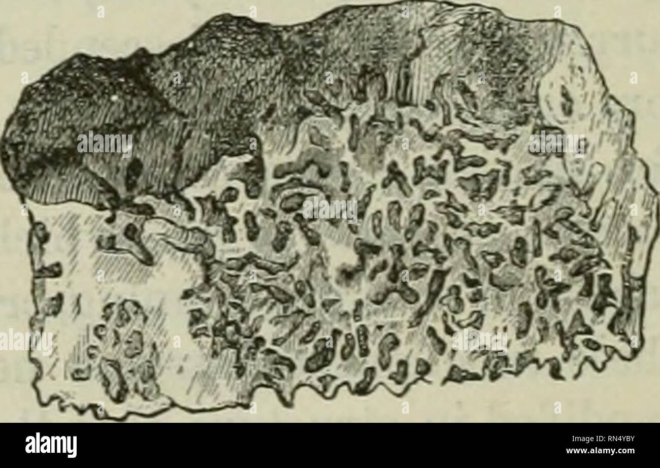 Teredo worm hi-res stock photography and images - Alamy