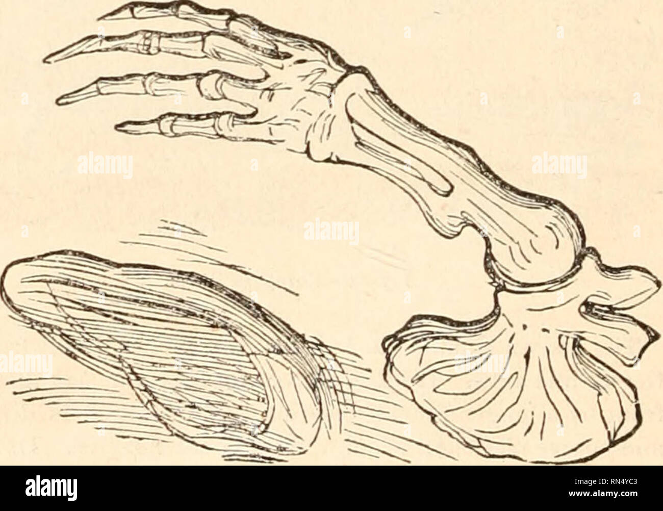 . The animal kingdom, arranged after its organization, forming a ...