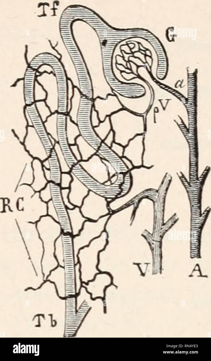 Disposing waste water hi-res stock photography and images - Alamy