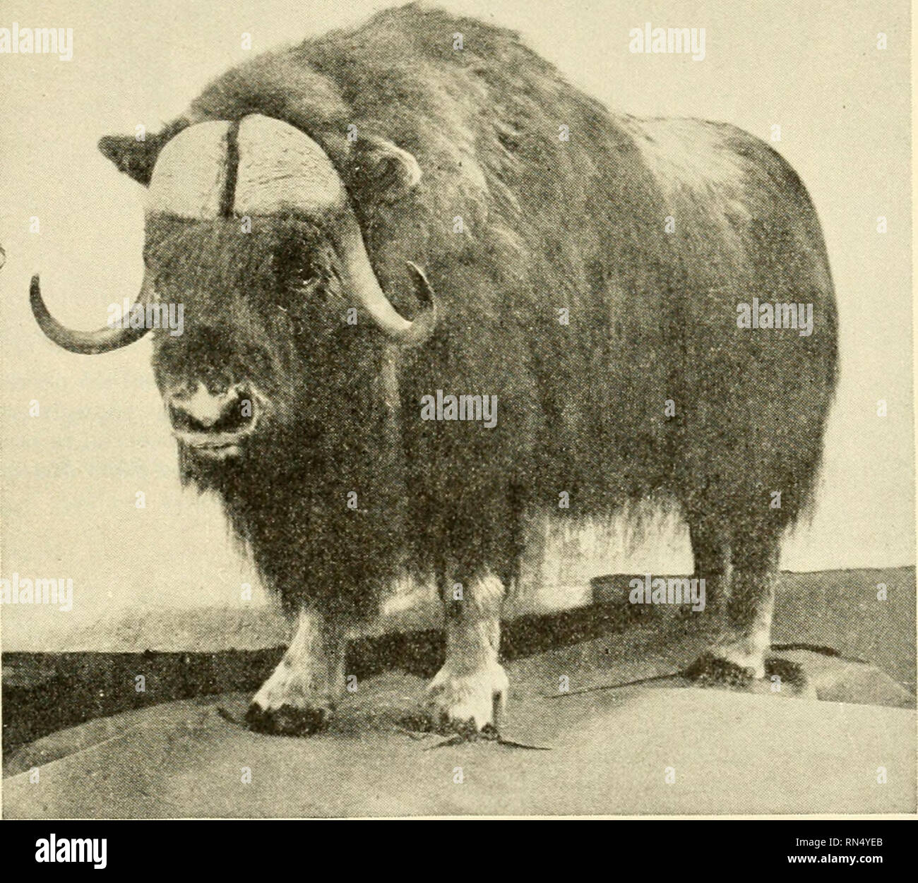 Old world monkeys o hi-res stock photography and images - Alamy