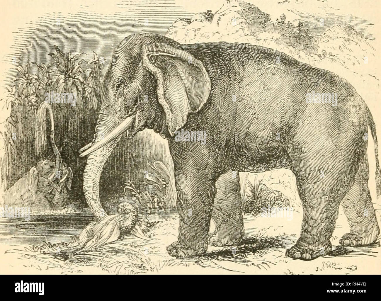 . The animal creation: a popular introduction to zoology. Zoology. 492 ...