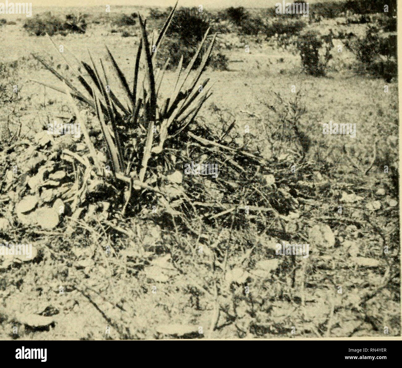 . Animal life of the Carlsbad cavern. Zoology -- New Mexico; Botany ...