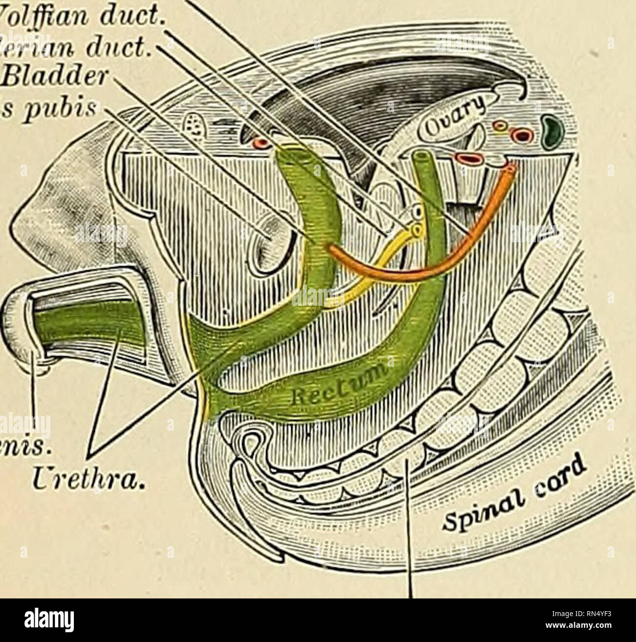 . Anatomy, descriptive and applied. Anatomy. 1426 THE UBINOGENITAL ...