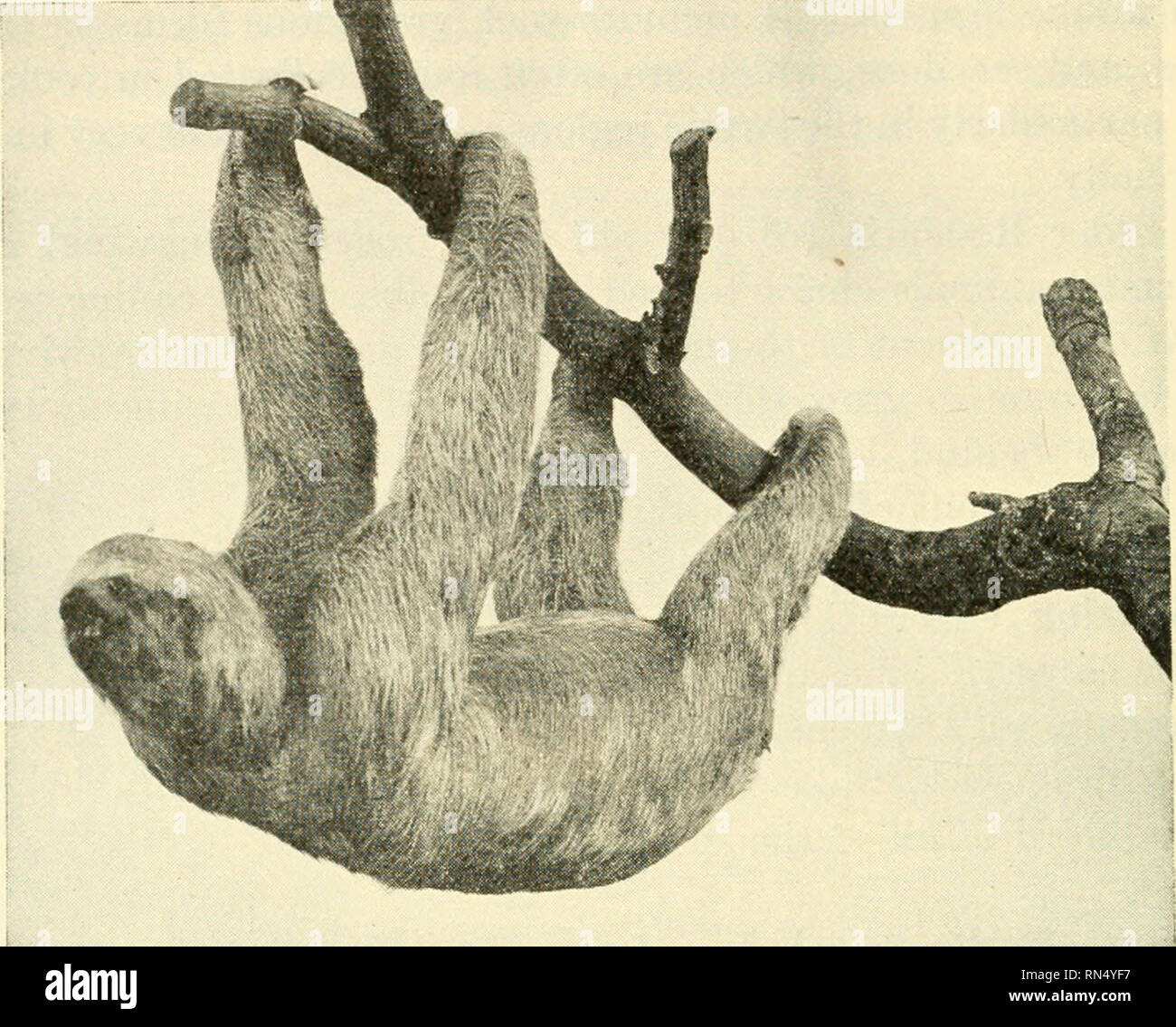 Three toed sloth claws bradypus hi-res stock photography and images - Alamy