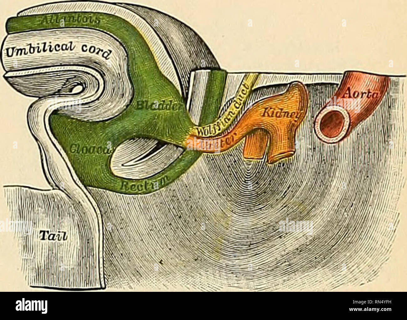 Round Ligament Model