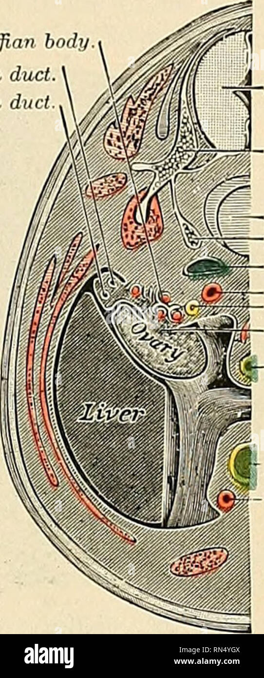 Lining fallopian tube hi-res stock photography and images - Alamy