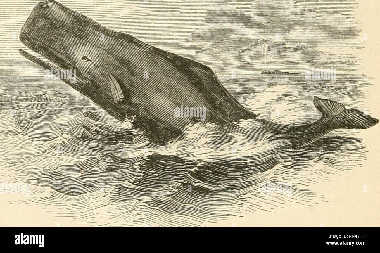 Grampuses hi-res stock photography and images - Alamy