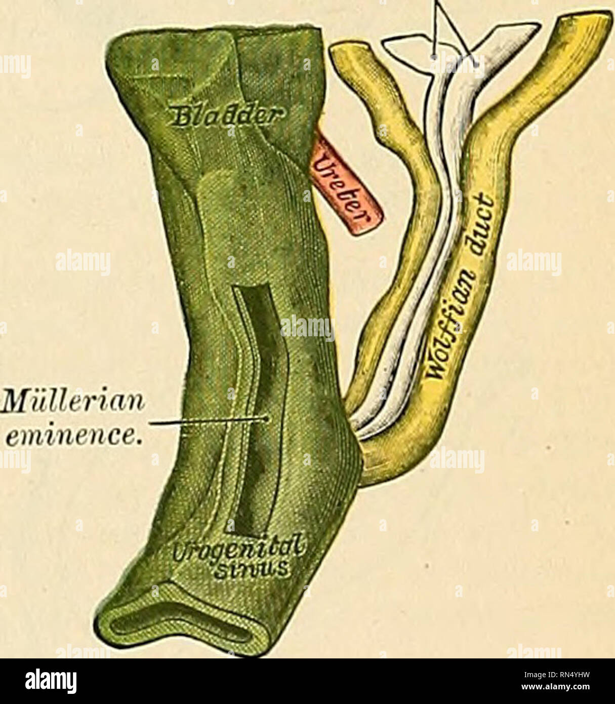 Wolf Front View Anatomy