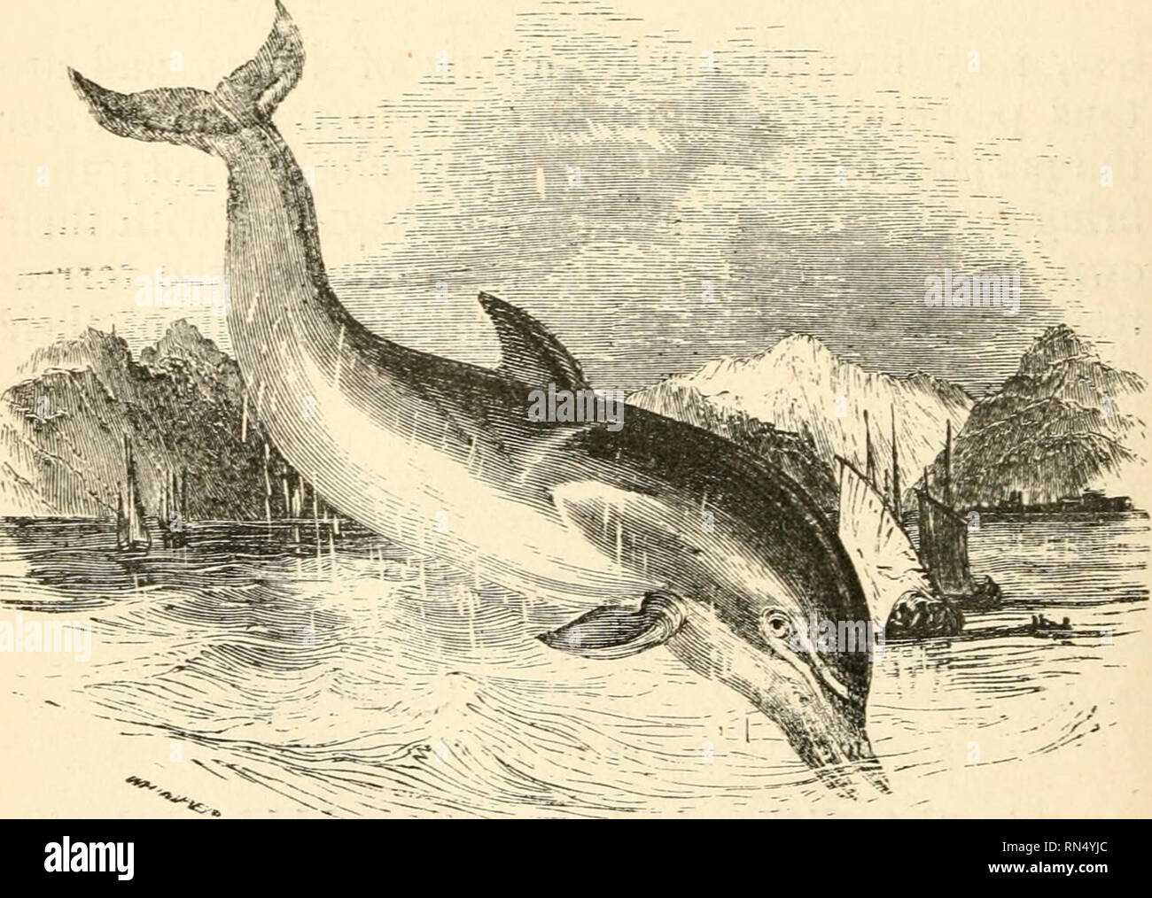 Cetaceans adapted hi-res stock photography and images - Alamy