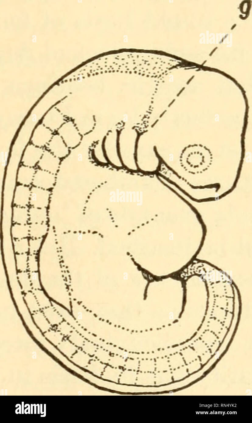 Embryonic development vertebrates hi-res stock photography and images ...