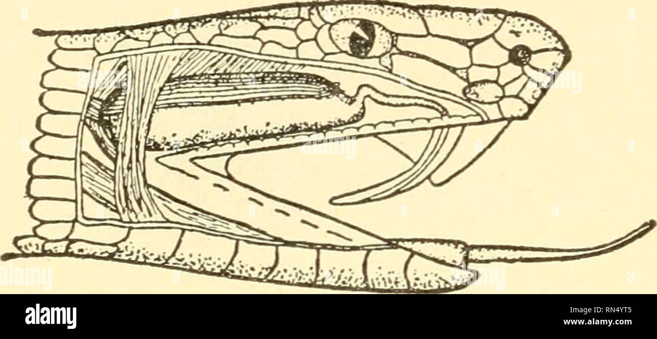 . Animal biology. Biology; Zoology; Physiology. 358 ANIMAL BIOLOGY ing ...