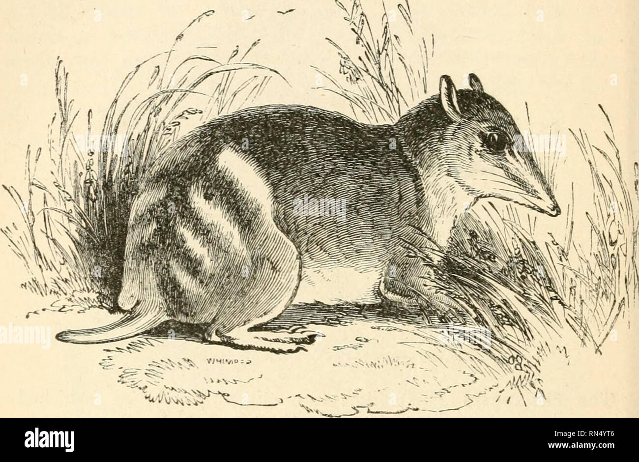 Bandicoot rats hi-res stock photography and images - Alamy