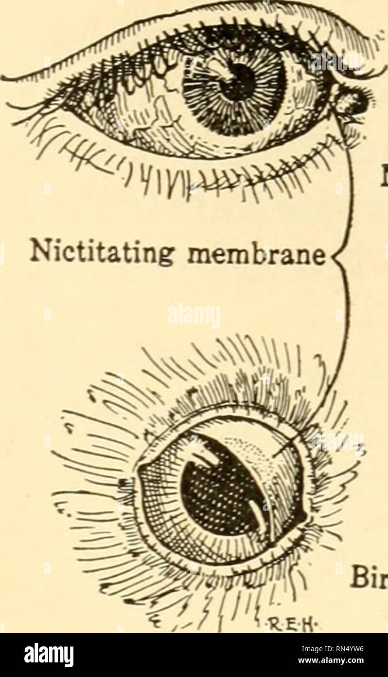 Homologous structures hi-res stock photography and images - Alamy