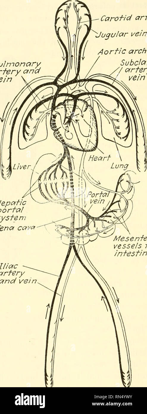 . Animal biology. Zoology; Biology. 428 METAZOAN PHYLA the pinna ...