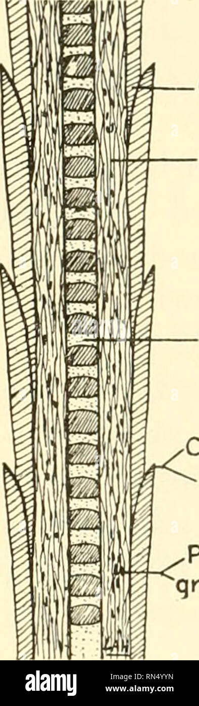 . Animal biology. Zoology; Biology. Cuticle Cortex CHAPTER LIX CLASS ...