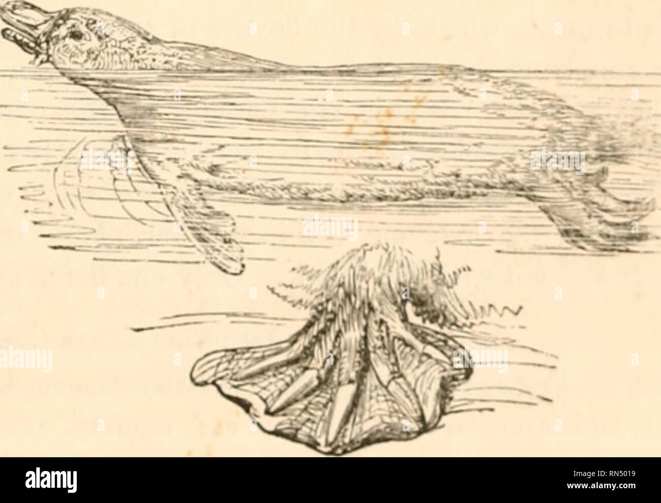 Minute Pores High Resolution Stock Photography and Images - Alamy