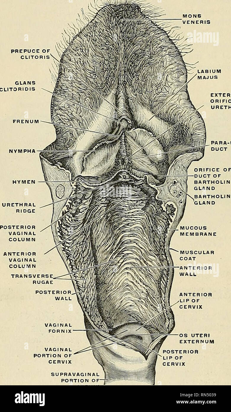 . Anatomy, descriptive and applied. Anatomy. 1404 THE UBINOQENITAL ...