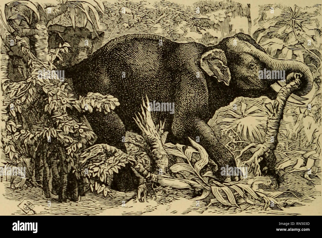 Finding the elephants hi-res stock photography and images - Alamy