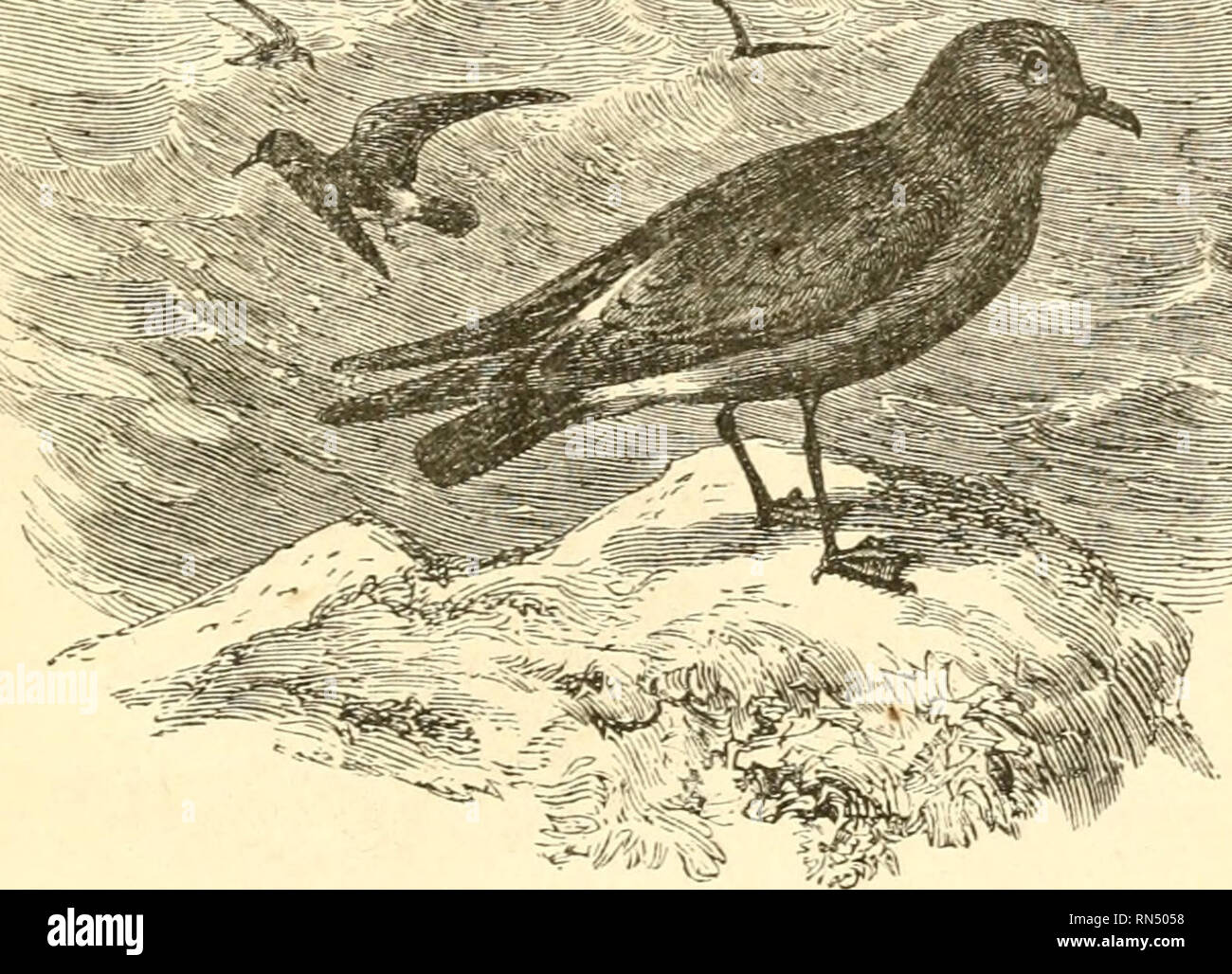 . The animal creation: a popular introduction to zoology. Zoology ...