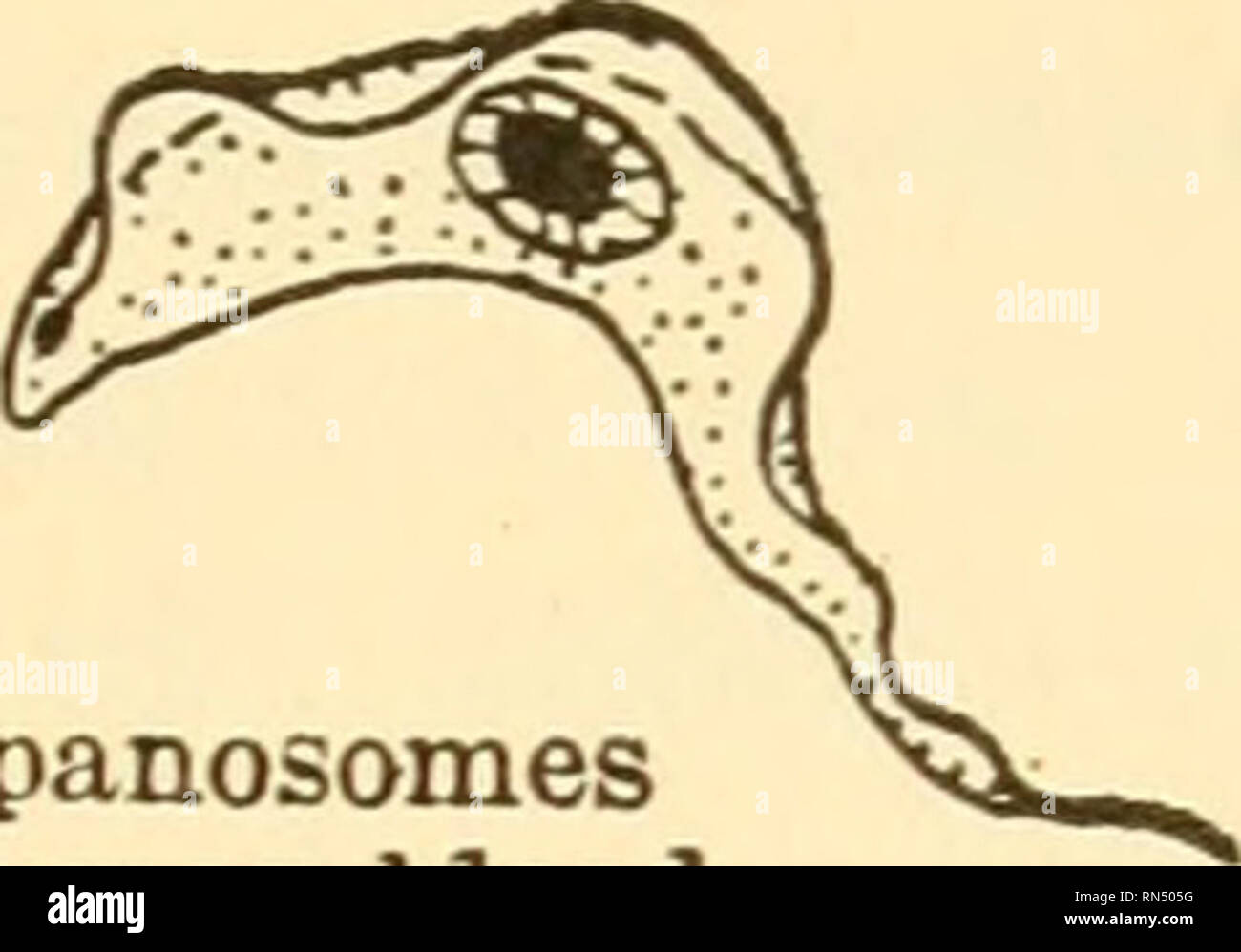 Tsetse fly bite hi-res stock photography and images - Alamy