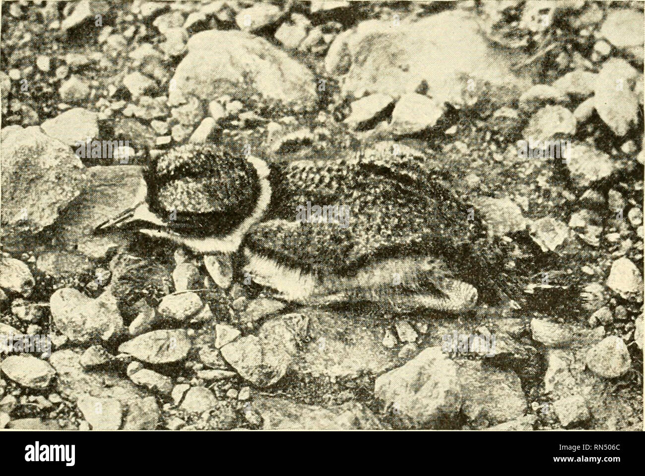 Syrinx bird hi-res stock photography and images - Alamy