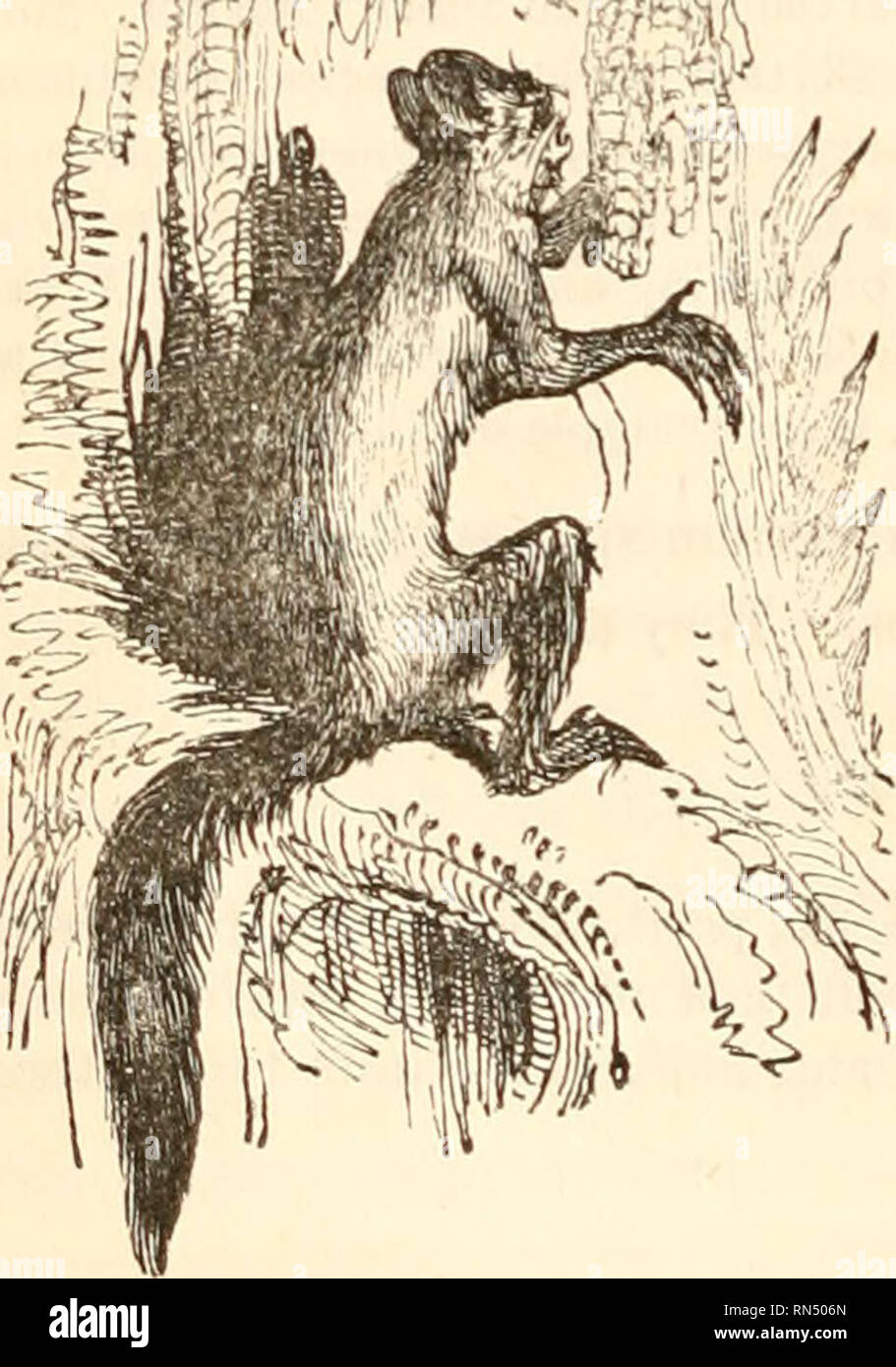 . The animal kingdom, arranged after its organization, forming a ...