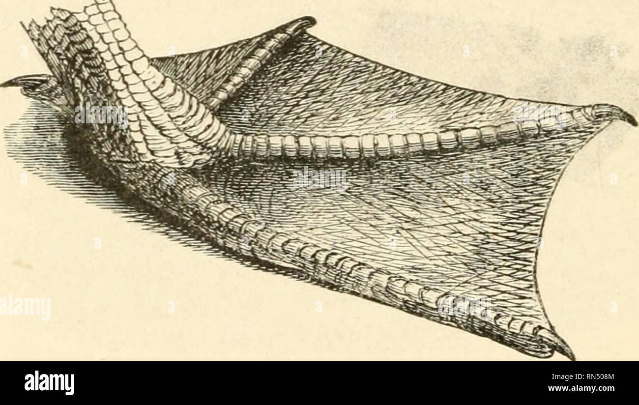 . The animal creation: a popular introduction to zoology. Zoology. 458 ...