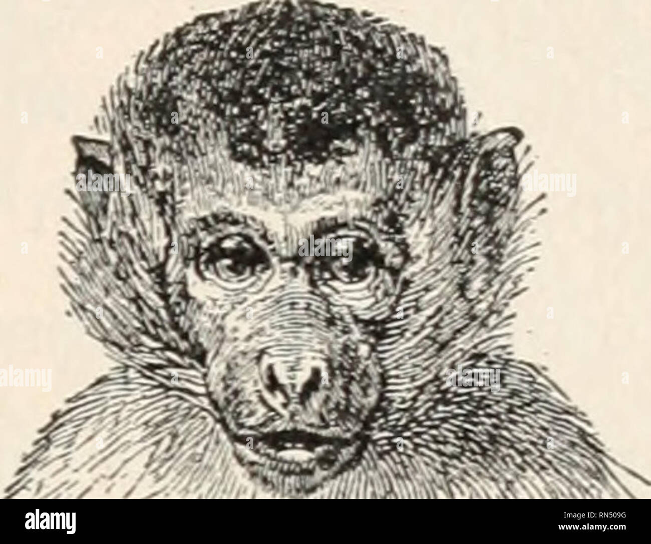 Tailless Monkey Stock Photos & Tailless Monkey Stock Images - Alamy