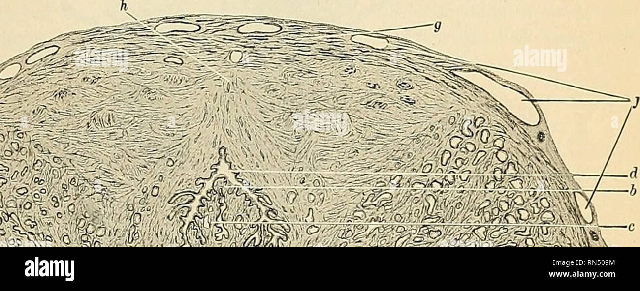 Prostatic Sinus