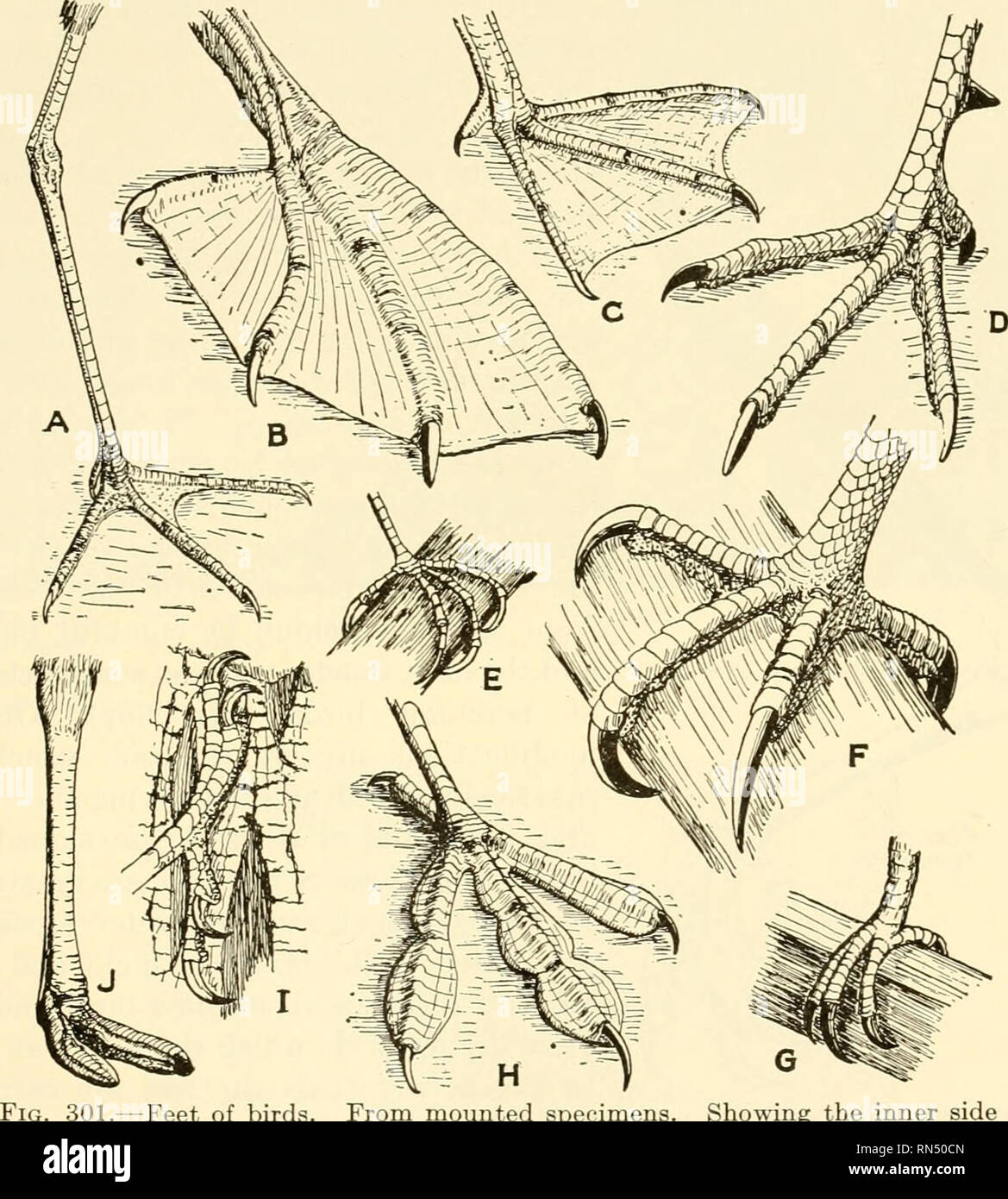 High Regulation Bird High Resolution Stock Photography and Images - Alamy