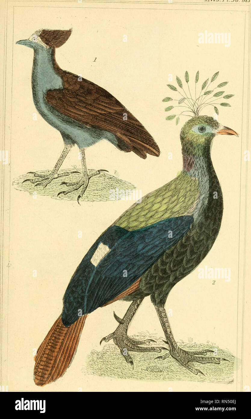 Odius hi-res stock photography and images - Alamy