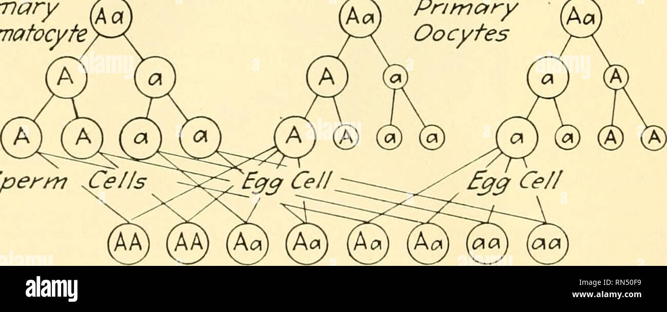 Heterozygous Biology
