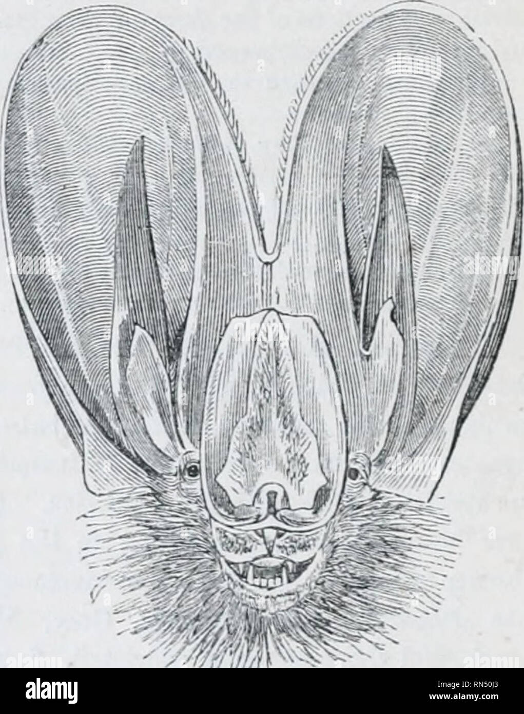 Sanguivorous hi-res stock photography and images - Alamy