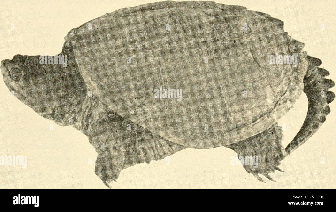 . Animal biology. Zoology; Biology. CLASS REPTILIA 401 of a dorsal ...