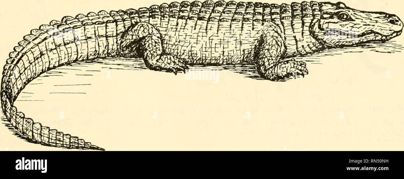 . Animal biology. Zoology; Biology. Fig. 289.—Tuatara, Sphenodon ...
