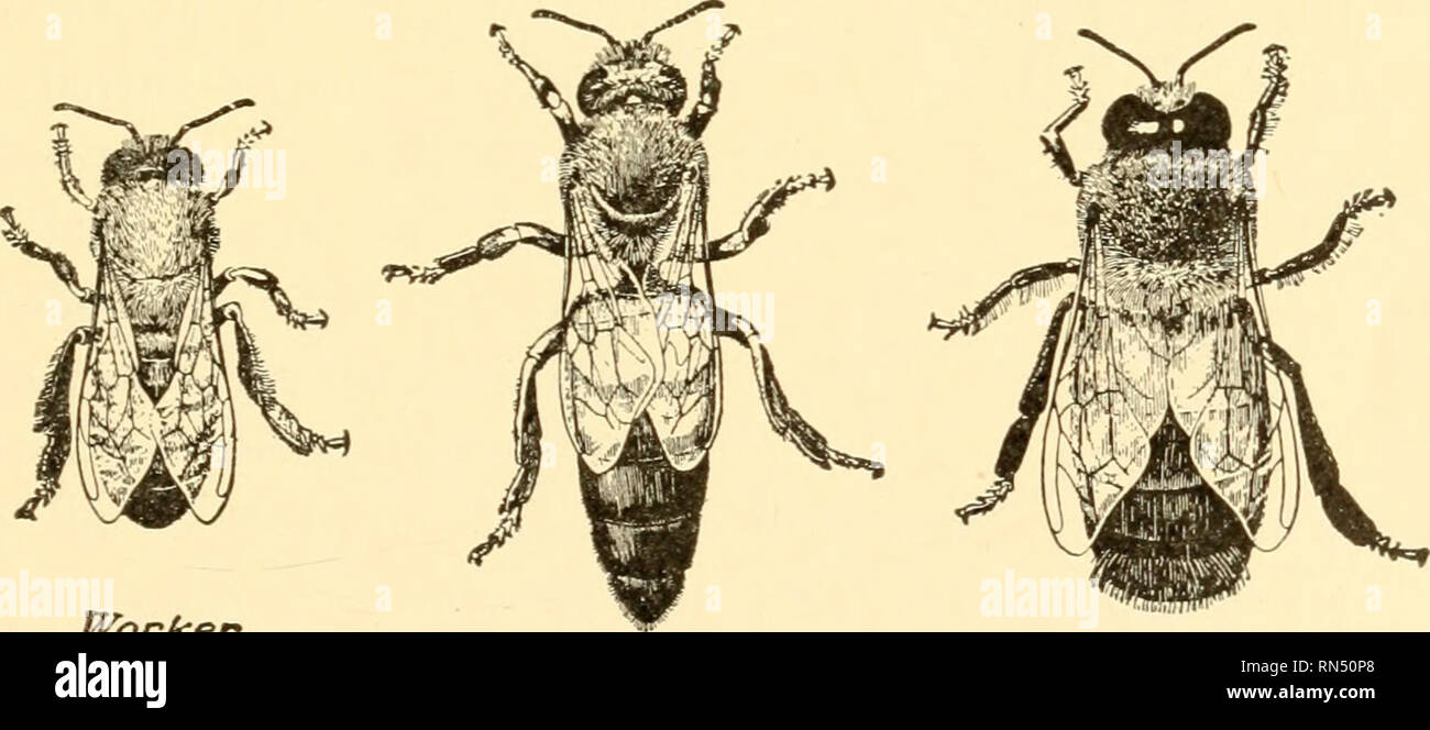. Animal biology. Biology; Zoology; Physiology. Fig. 213.—'Protective ...