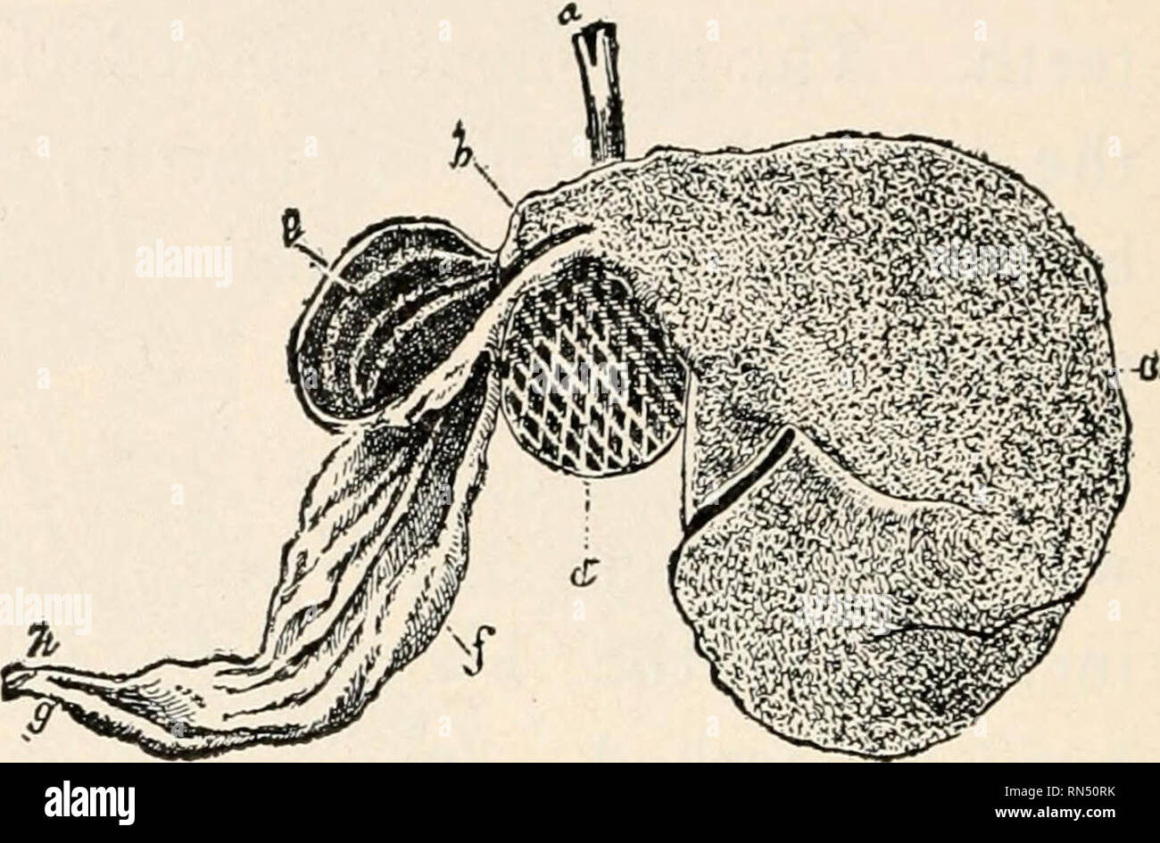 . Animal biology; Human biology. Parts II & III of First course in ...