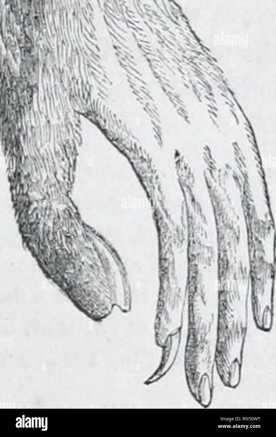 Lemur Foot High Resolution Stock Photography and Images - Alamy