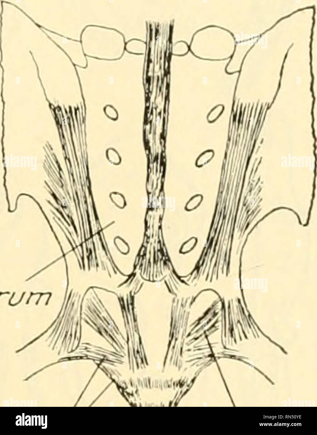 Vestigial tail human hi-res stock photography and images - Alamy