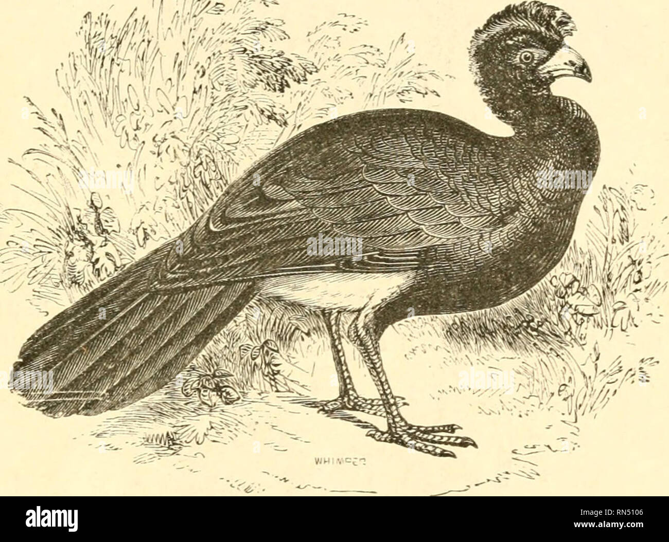 Fleshy wattles hi-res stock photography and images - Alamy