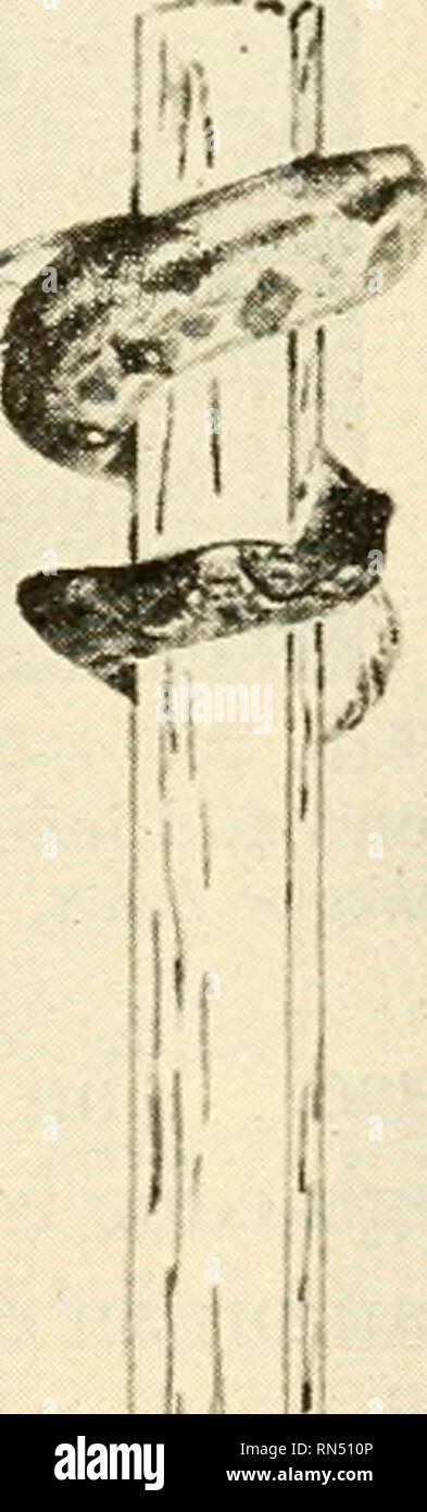 Snake skeleton pelvic hi-res stock photography and images - Alamy