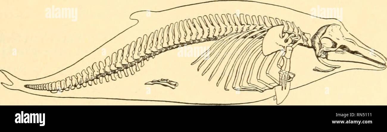 Talpa europaea skeleton hi-res stock photography and images - Alamy