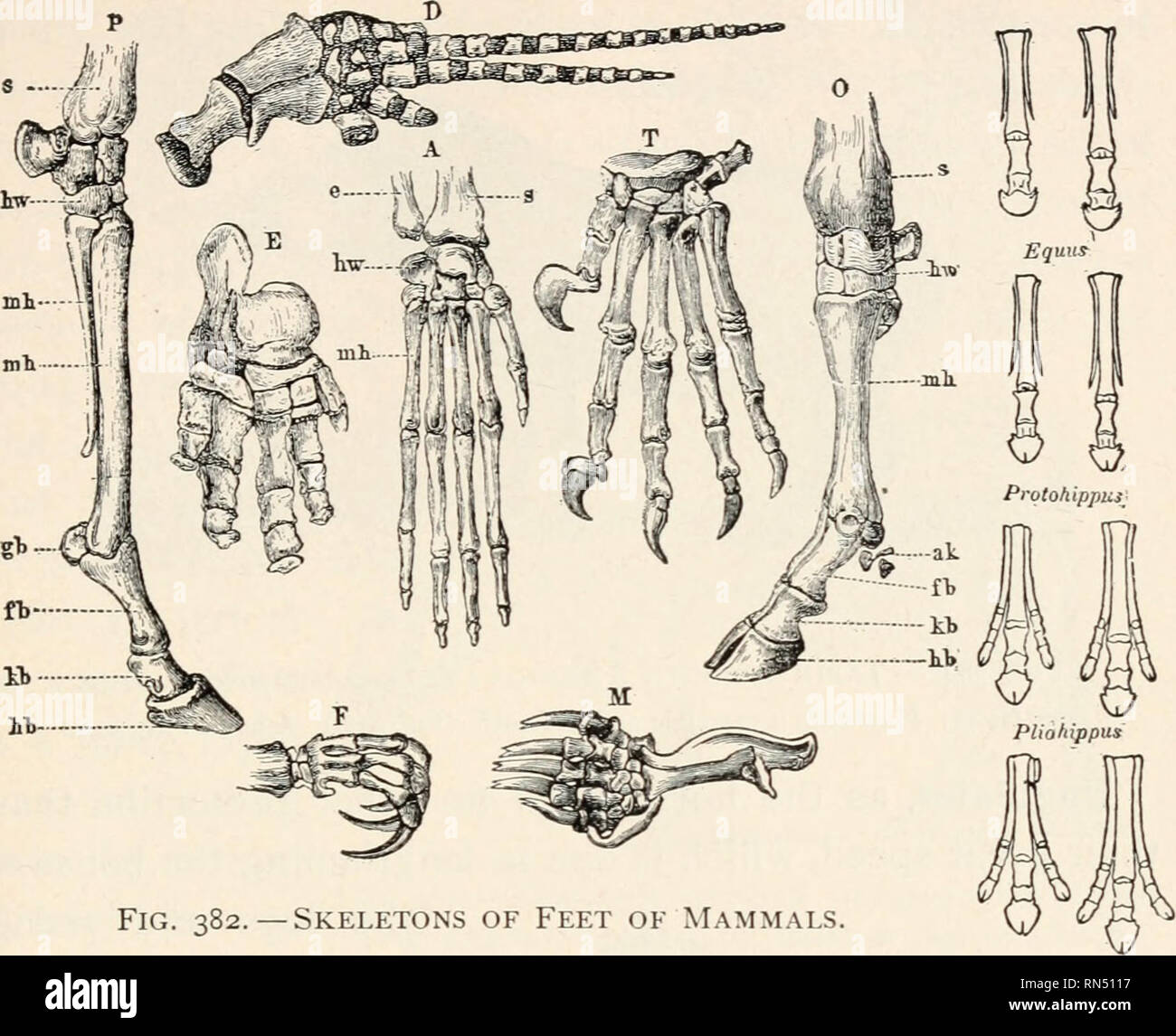 Miohippus hi-res stock photography and images - Alamy