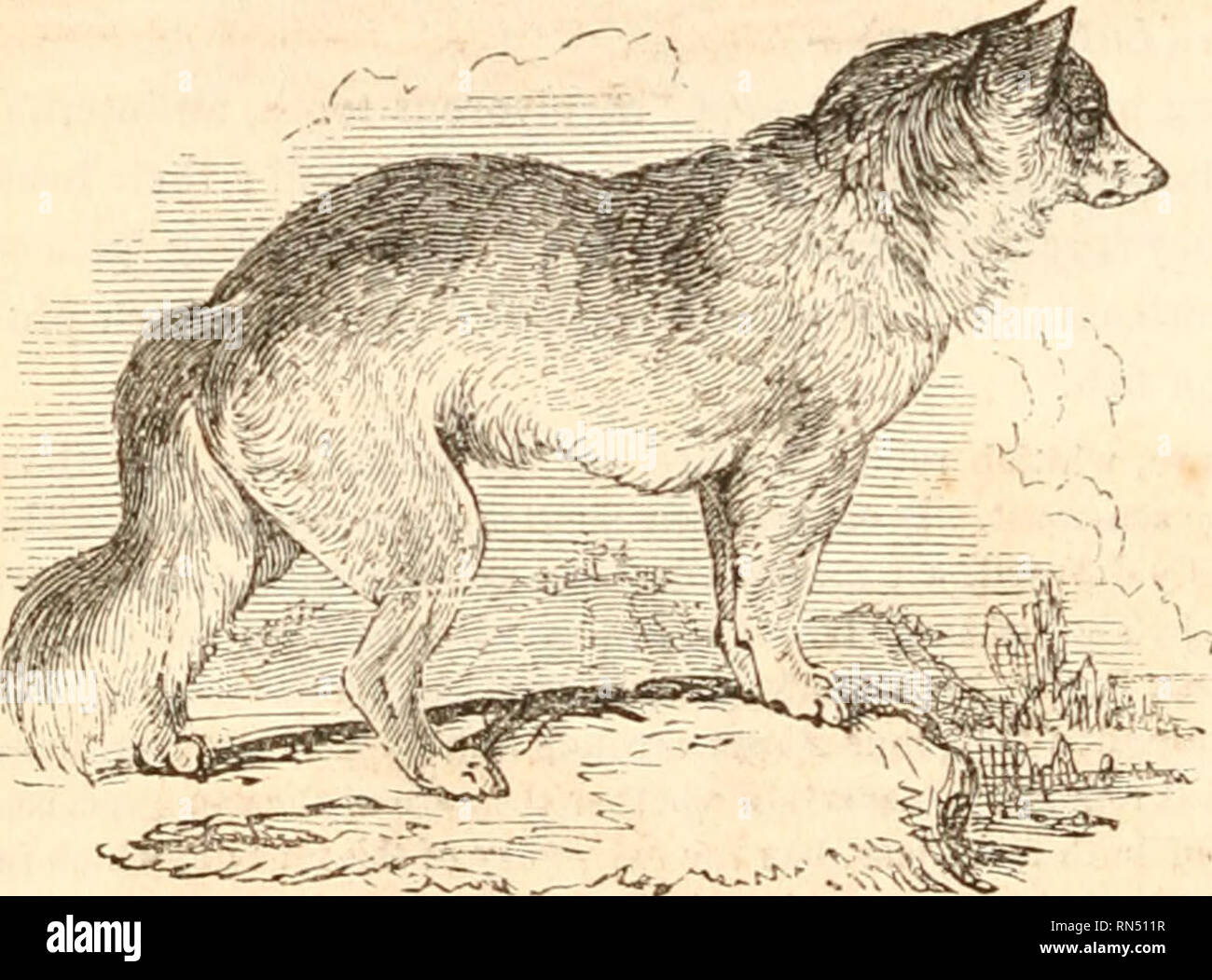 Superior lin hi-res stock photography and images - Alamy