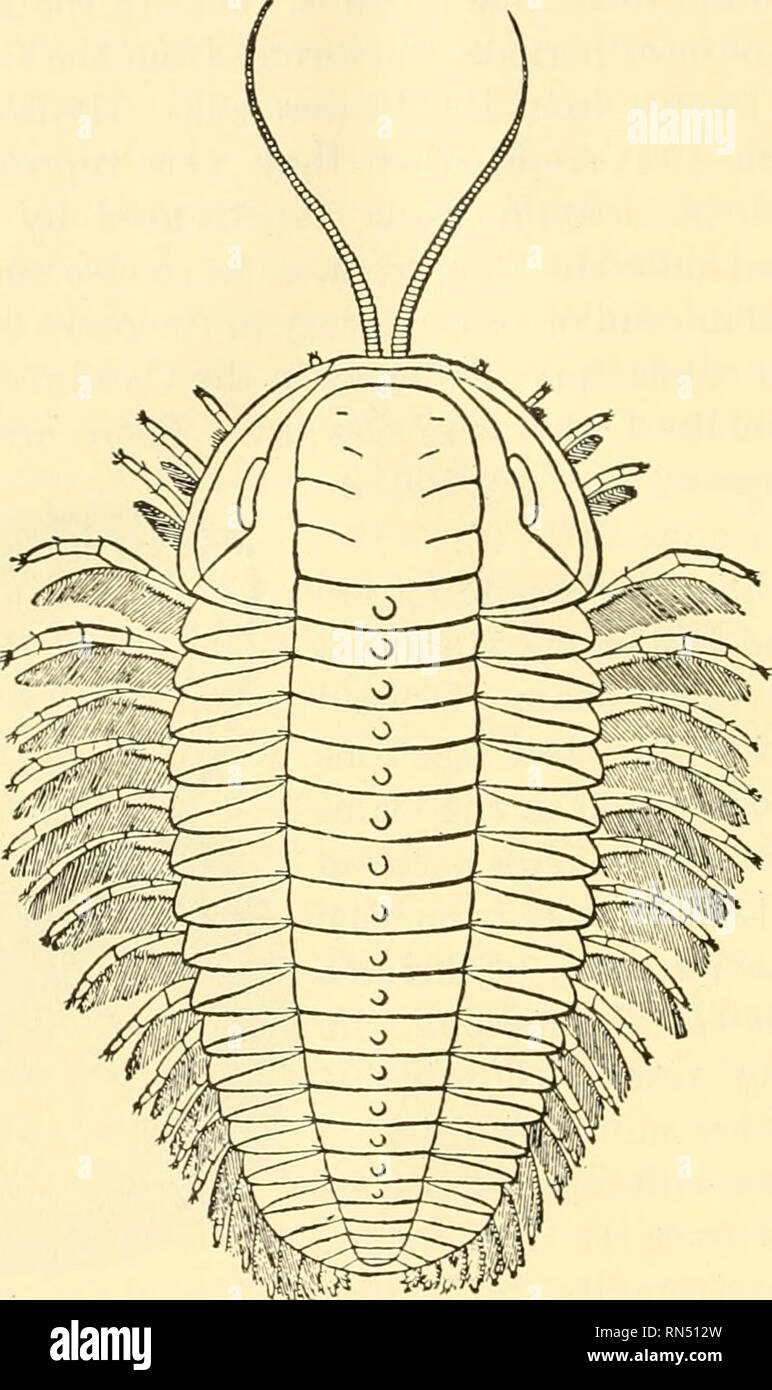 . Animal biology. Zoology; Biology. 514 GENERAL CONSIDERATIONS taceans ...