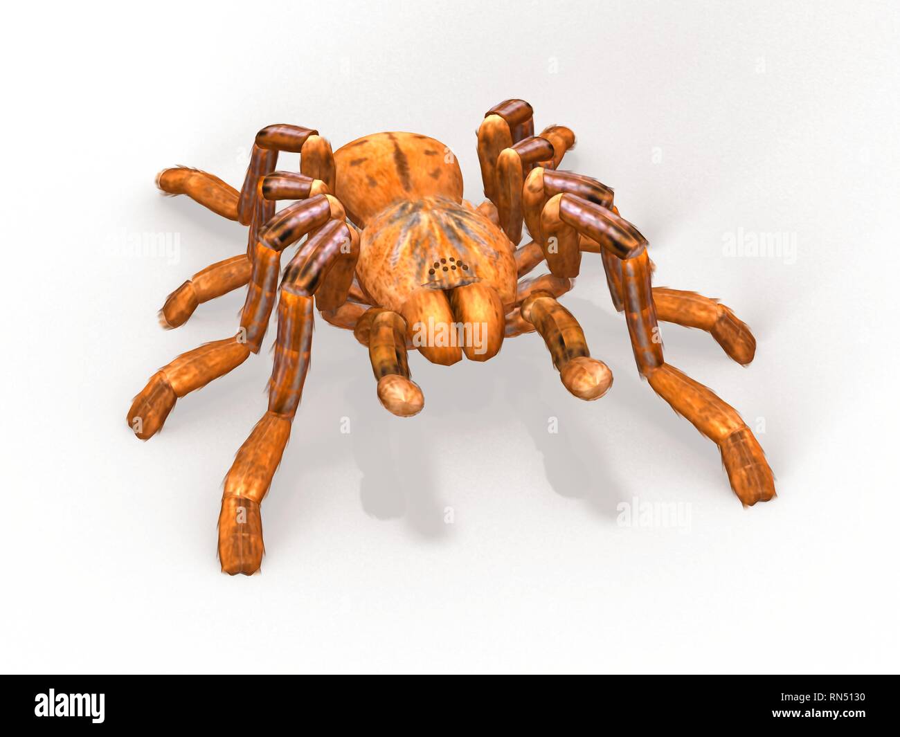 Tarantula spider 3d illustration isolated on the white background Stock ...