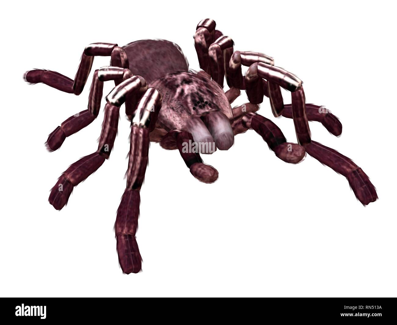 Tarantula spider 3d illustration isolated on the white background Stock ...