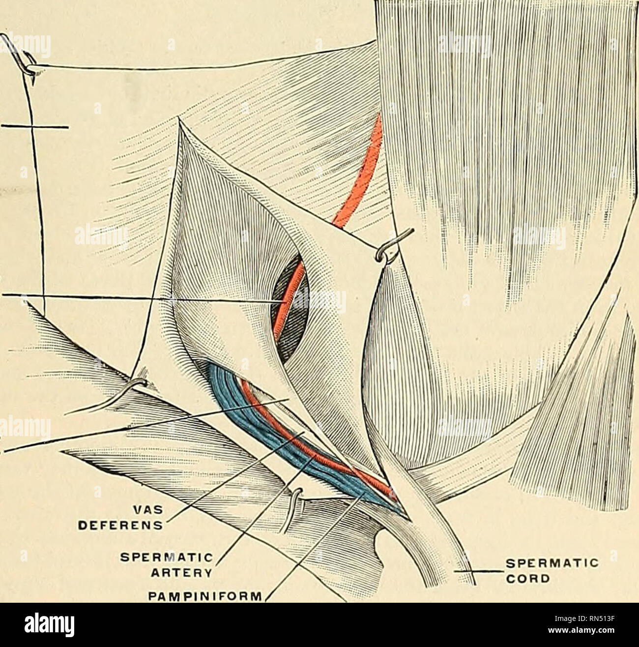 Spermatic Cord Stock Photos & Spermatic Cord Stock Images - Alamy