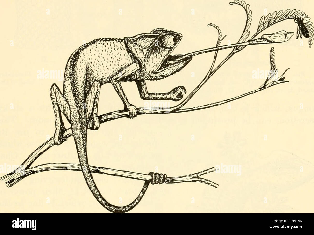 . Animal biology. Zoology; Biology. CLASS REPTILIA 389 In the reptiles ...